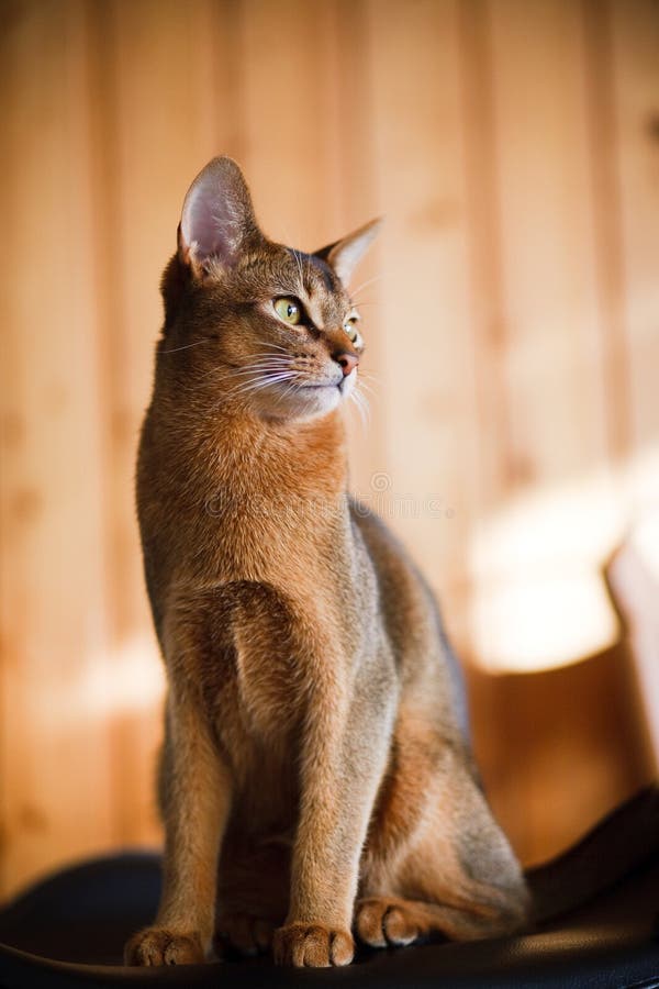 Young brown Abyssinian cat stock photo. Image of close - 10610168