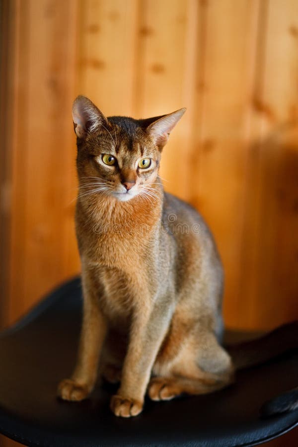Young brown Abyssinian cat stock image. Image of background - 11148393