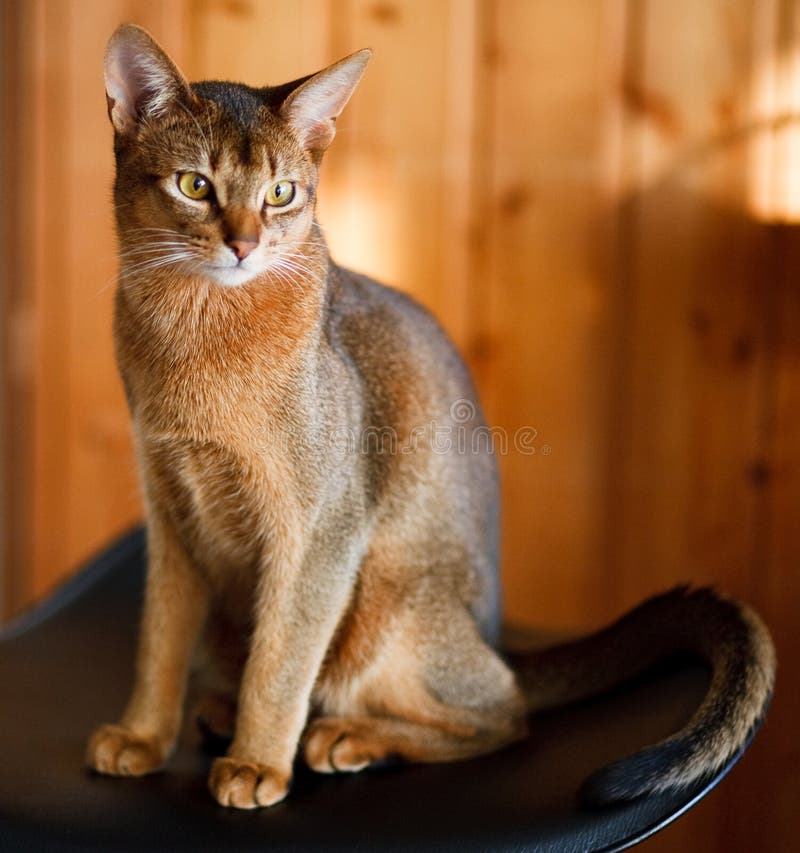 Young brown Abyssinian cat stock image. Image of close - 12060191
