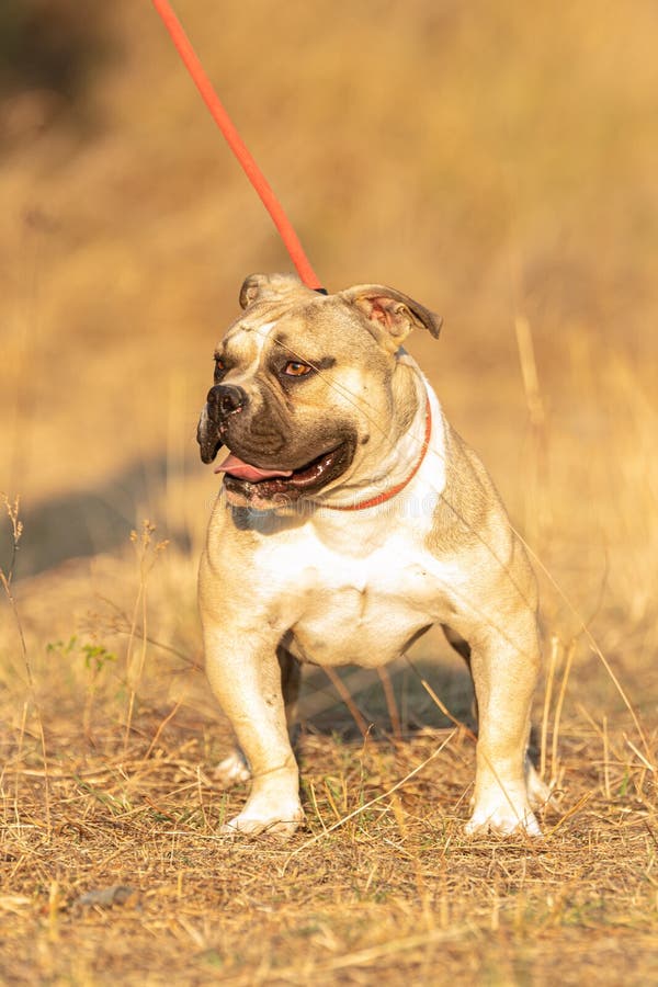 Young american bully stock photo. Image of young, bully - 197078574