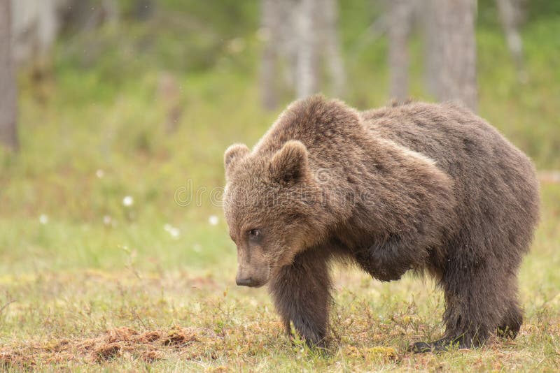 Young Brown Bear (Ursus Arctos) Scratching because of an Insect Bite ...