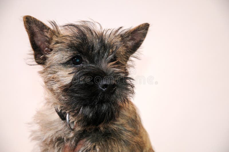 Young Brown Cairn Terrier Puppy Stock Photo - Image of mammal, looking ...
