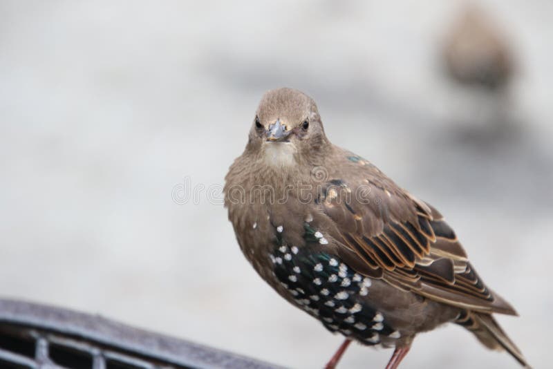 A Black Bird with White Dots Stock Image - Image of white, young: 148630837