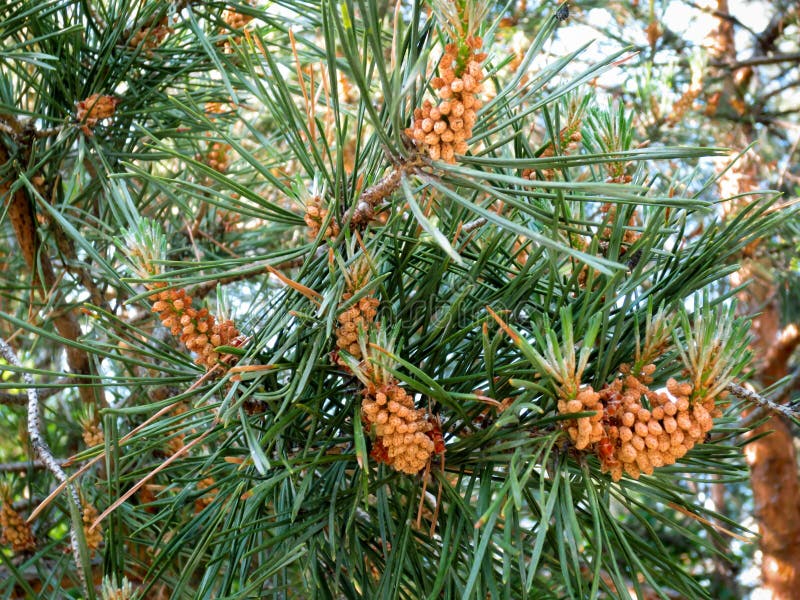 Red Bumps on the Young Branches of a Fir Tree, Close Up Stock Image ...