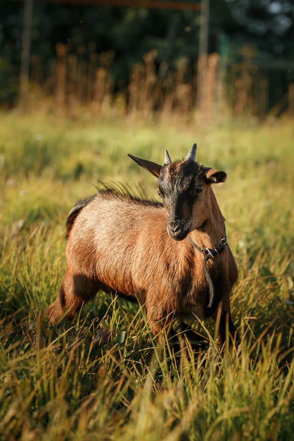 Young Cameroon Dwarf Goats Fighting with Their Heads Stock Photo ...