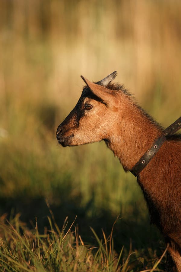 Brown Cameroon Dwarf Goat Standing on the Sand. Side View Stock Image ...