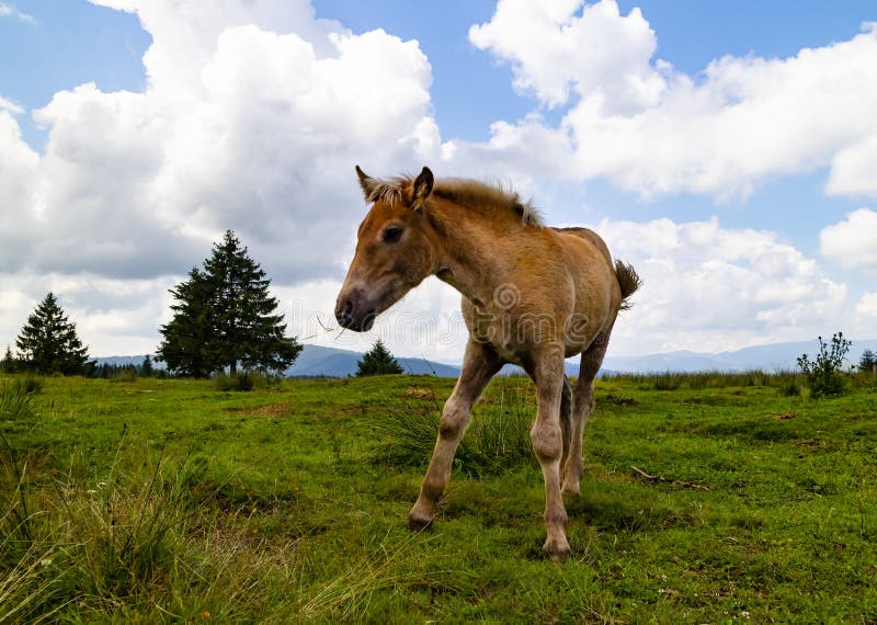 A Brown Colt in a Meadow stock image. Image of portrait - 137442813