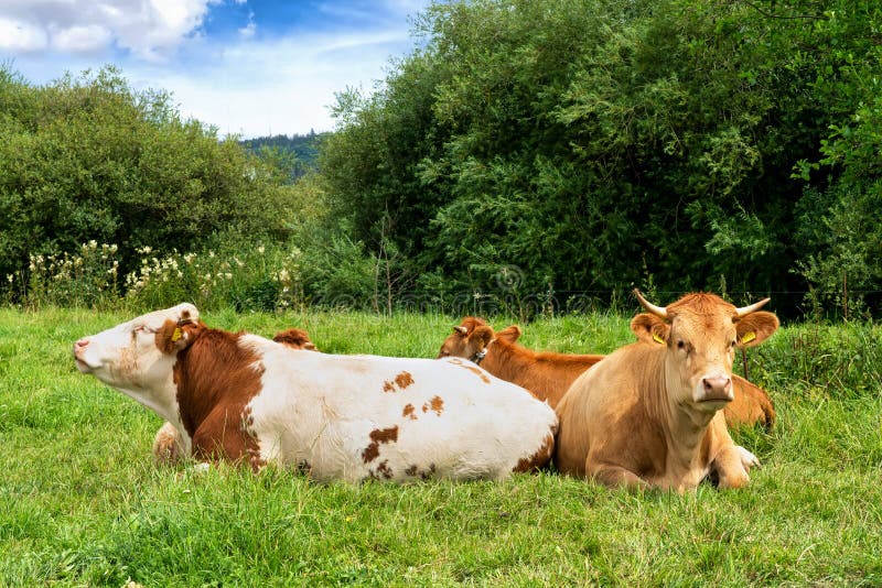 Young Brown Cows are Lying Relaxed in the Grass. a Lovely Scene Stock ...
