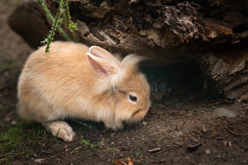 A Brown Cute Dwarf Rabbit Resting in the Grass Stock Image - Image of ...
