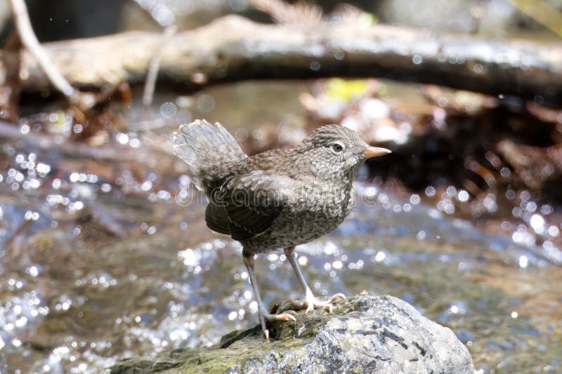 Young Brown Dipper on a Stone in the Stream Stock Photo - Image of ...