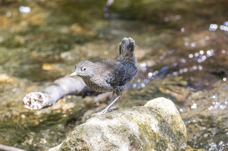 Young Brown Dipper on a Stone in the Stream Stock Photo - Image of ...