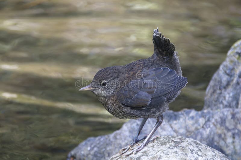 A Young Brown Dipper on a Stone Waiting for Feed from Its Parent Stock ...
