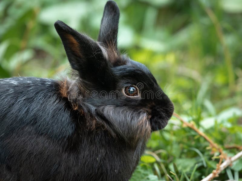 A Young Brown Dwarf Rabbit Sitting in the Grass Stock Photo - Image of ...