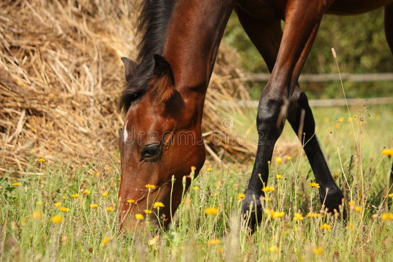 Young Brown Foal Eating Grass at the Pasture Stock Image - Image of ...