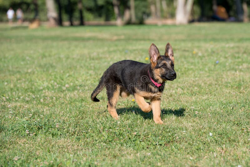 Young Brown German Shepherd Puppy Dog on the Green Grass Stock Photo ...