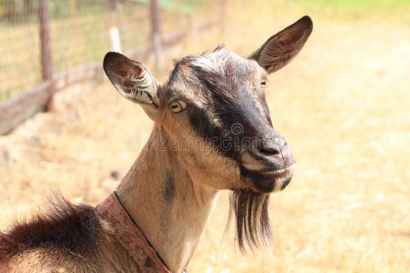 Young brown goat stock image. Image of countryside, background - 66920703