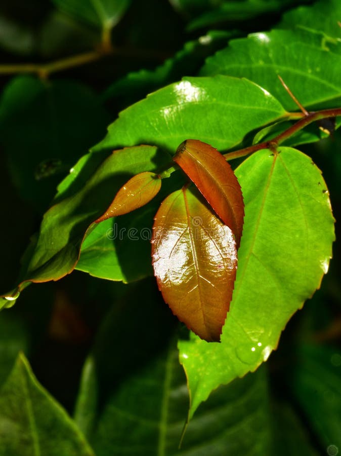 Young Brown Leaves stock image. Image of sunlight, spring - 220944103