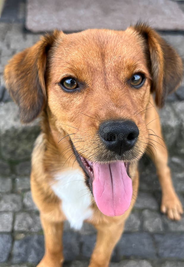 A Young Brown Mixed Breed Dog is Standing on the Front Steps Stock ...
