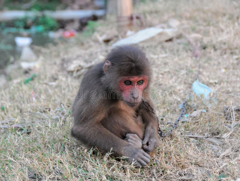 Monkey in Chains in Vietnam Stock Image - Image of chained, escape ...