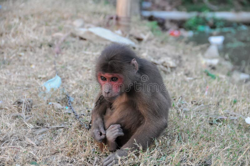 Monkey in Chains in Vietnam , Digital Photo Image Stock Image - Image ...