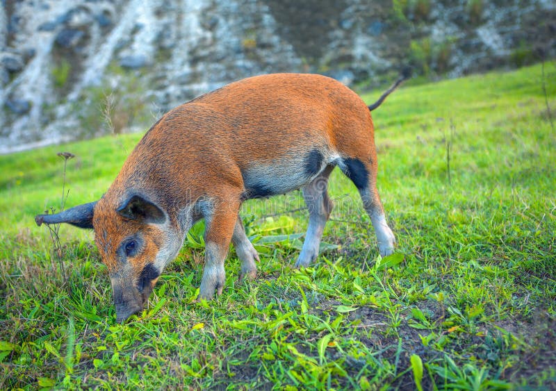 Young brown pig stock image. Image of brown, wilderness - 130767157