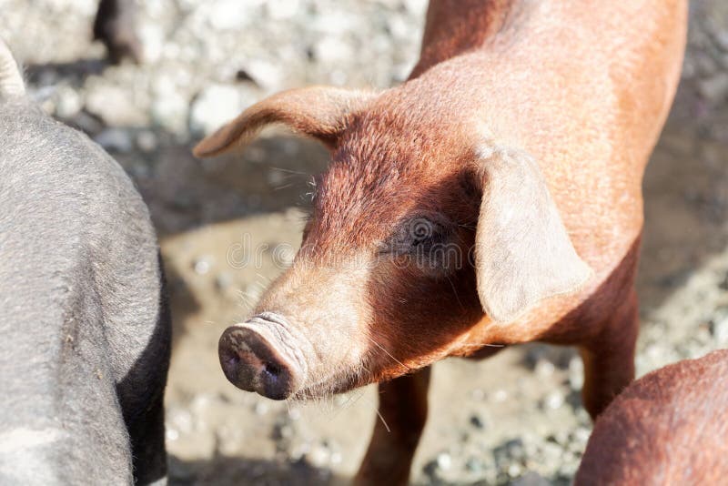 Young Brown Pig at a Pig Farm Stock Image - Image of cute, natural ...