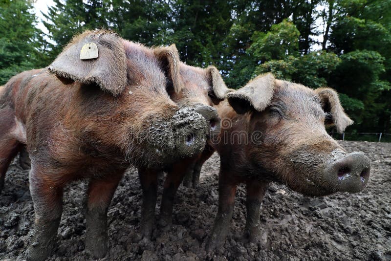 Brown Pigs in Stone Walled Corral Stock Image - Image of piglets, pigs ...