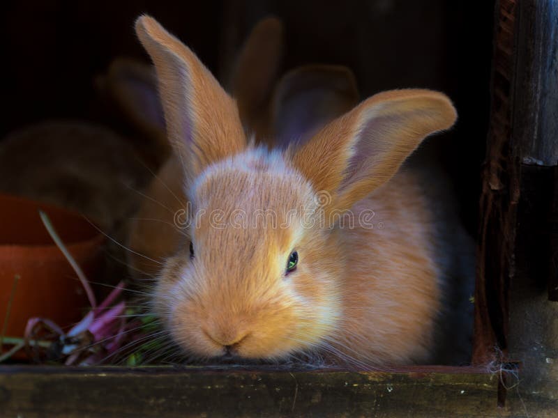 Young brown Rabbit stock photo. Image of animal, cony - 91561746
