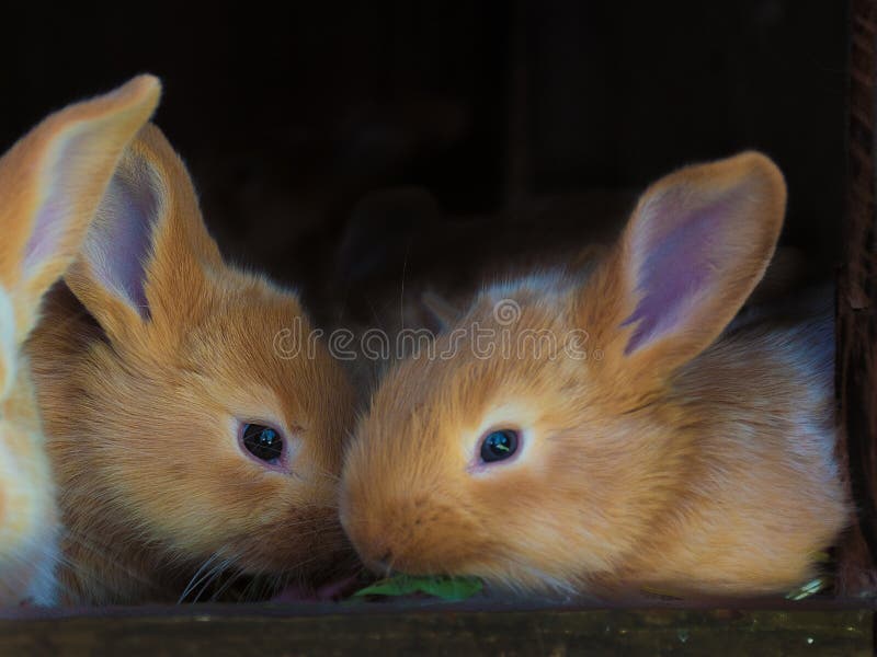 Young brown Rabbit stock photo. Image of ears, eyes, fluffy - 91561804