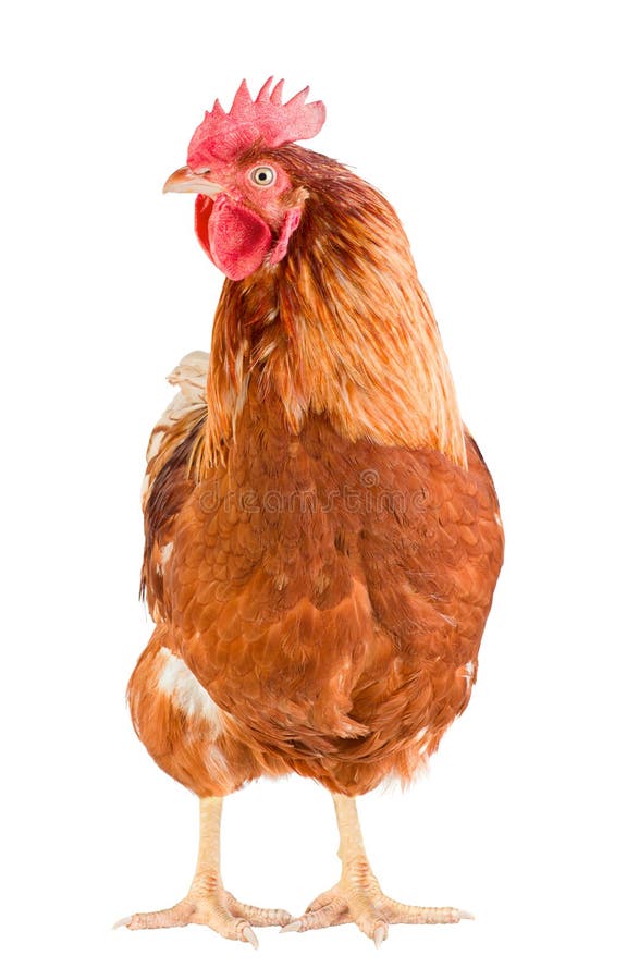 Brown Rooster on White Background, Isolated Object, Live Chicken, One ...