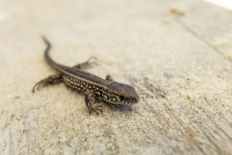 Young Brown Sand Lizard on a Sandy Ground in the Wild Stock Image ...