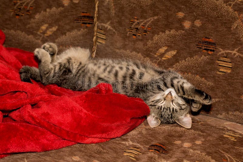 Young Brown Tabby Cat Lies Asleep on Its Back Cuddled in a Red Blanket ... Young Brown Tabby Cat Lies Asleep on Its Back Cuddled in a Red Blanket ...