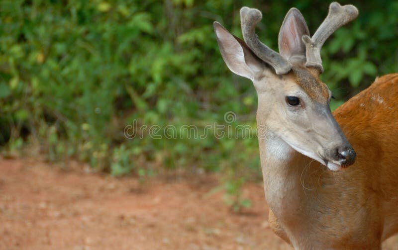 Young Buck in a Mountain Field Stock Photo - Image of natural, outdoors ...