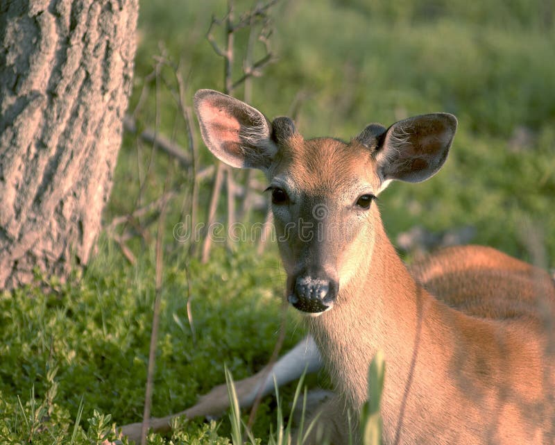 Spring Buck stock photo. Image of thickets, headshot, buck - 817924