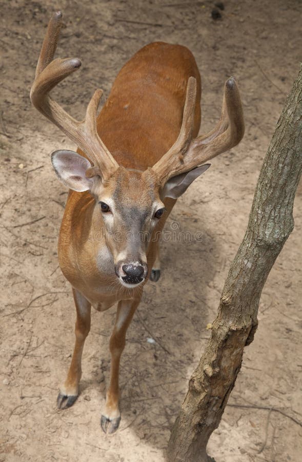 Young Buck stock photo. Image of velvet, outdoors, horns - 30415736