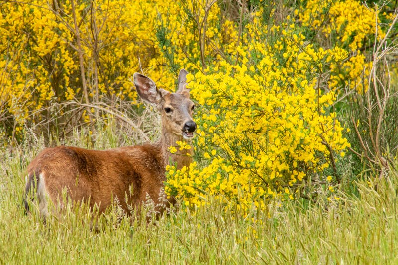 Deer Smiling stock photo. Image of autumnal, furry, fallow - 45616816