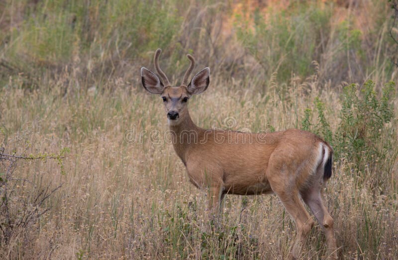 Young Buck in the Desert stock image. Image of walking - 135142887