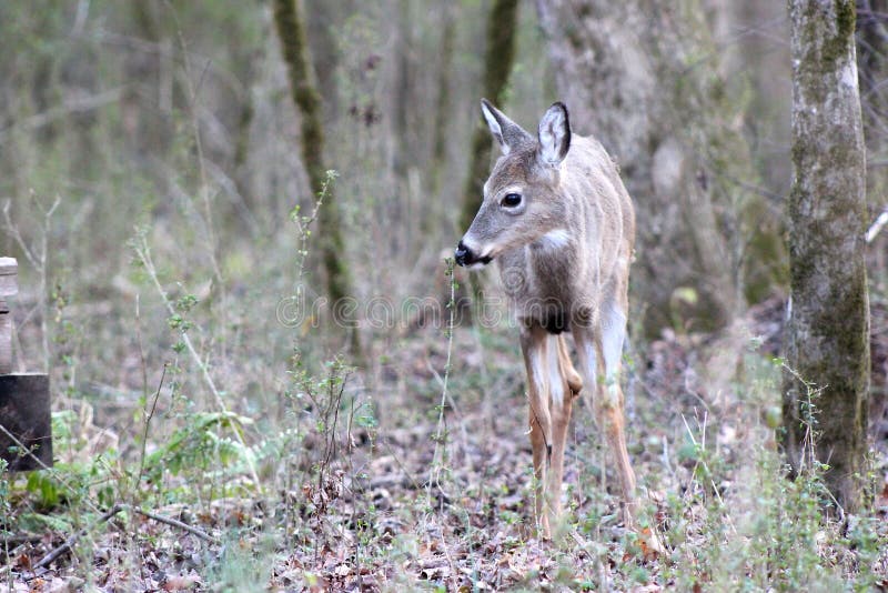 Young buck in fall trees stock image. Image of evening - 129860711