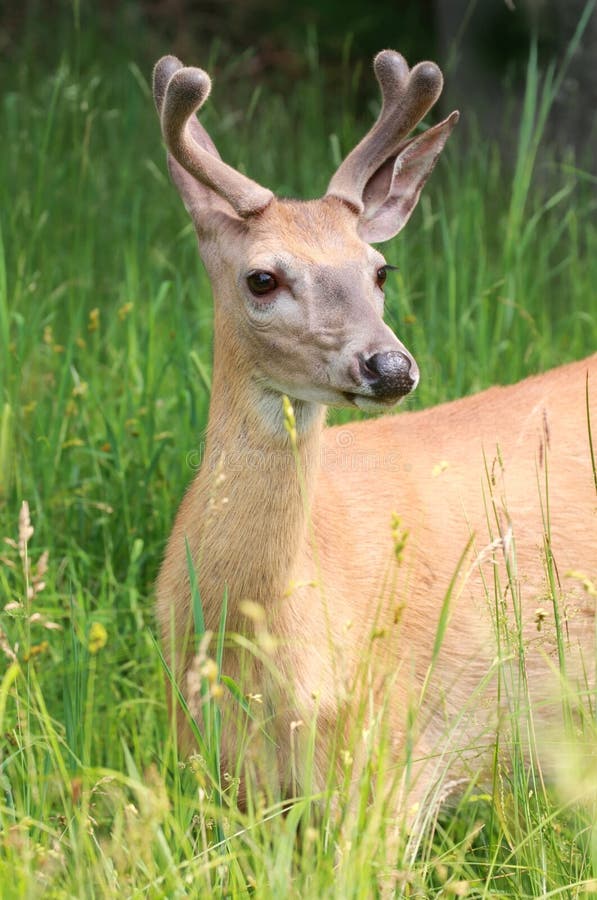 Young buck stock photo. Image of field, grass, male, beauty - 32287934