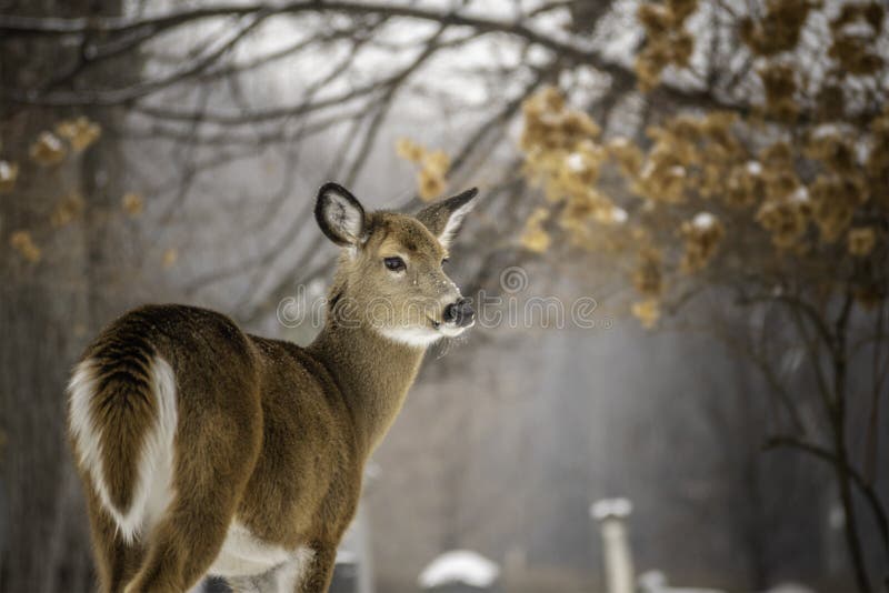 White-tailed buck stock photo. Image of mammals, profile - 135334634