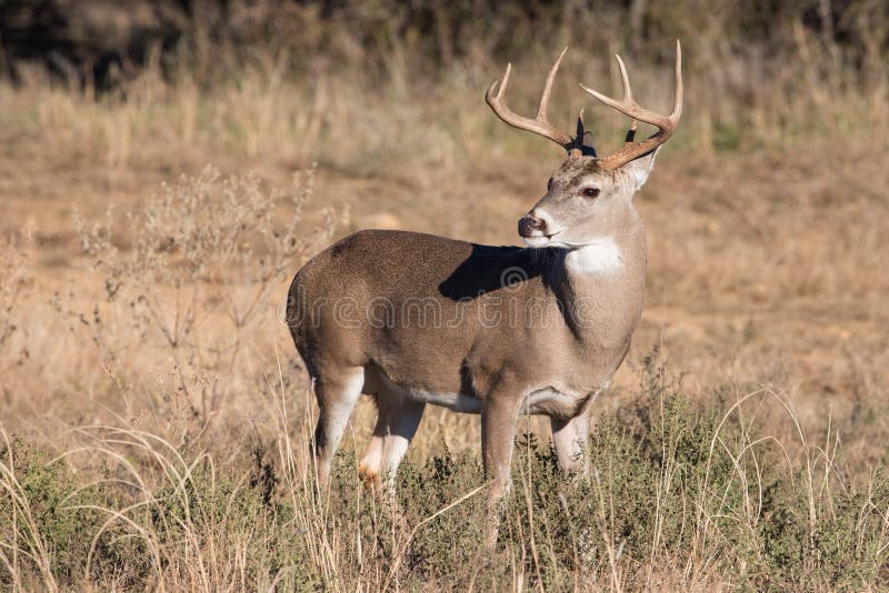 Young Buck in Portrait View Stock Image - Image of trailing, rutting ...