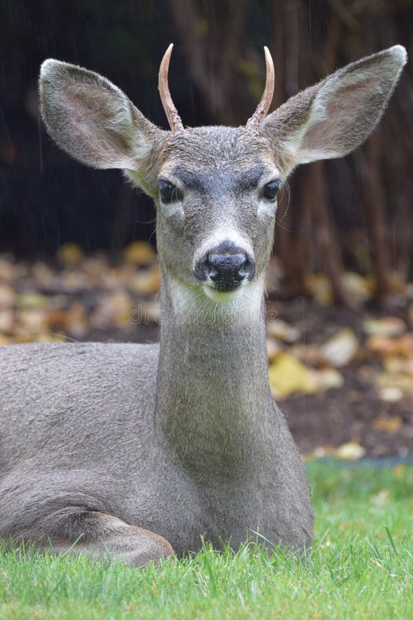 315 Spike Deer Pictures Stock Photos - Free & Royalty-Free Stock Photos ...