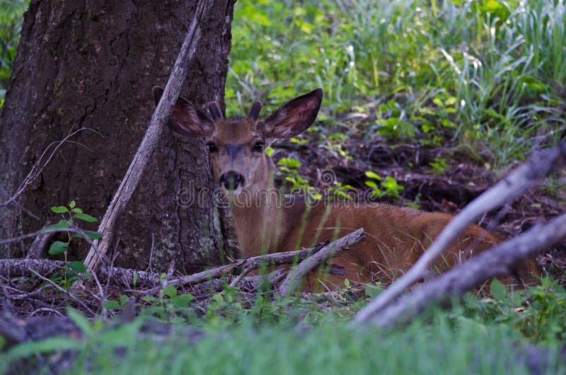 Young Buck Resting in the Shade of a Tree Stock Image - Image of shade ...