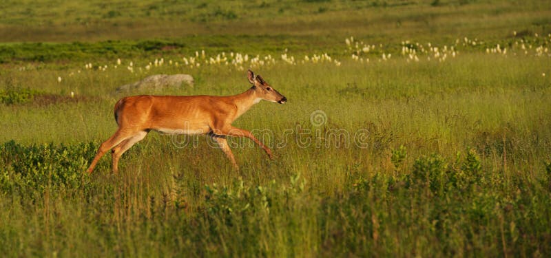 Young Buck running stock image. Image of deer, brown - 14880509