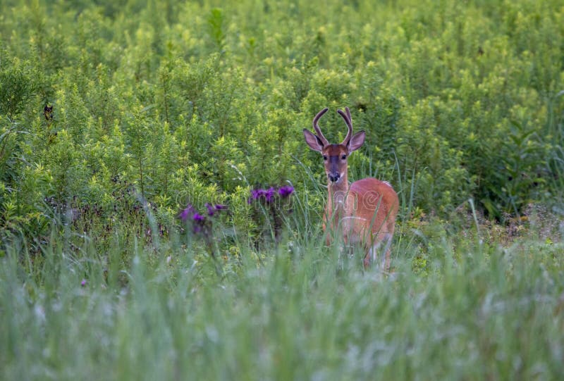 Young Buck Standing in Grass Field Stock Image - Image of deer, forest ...