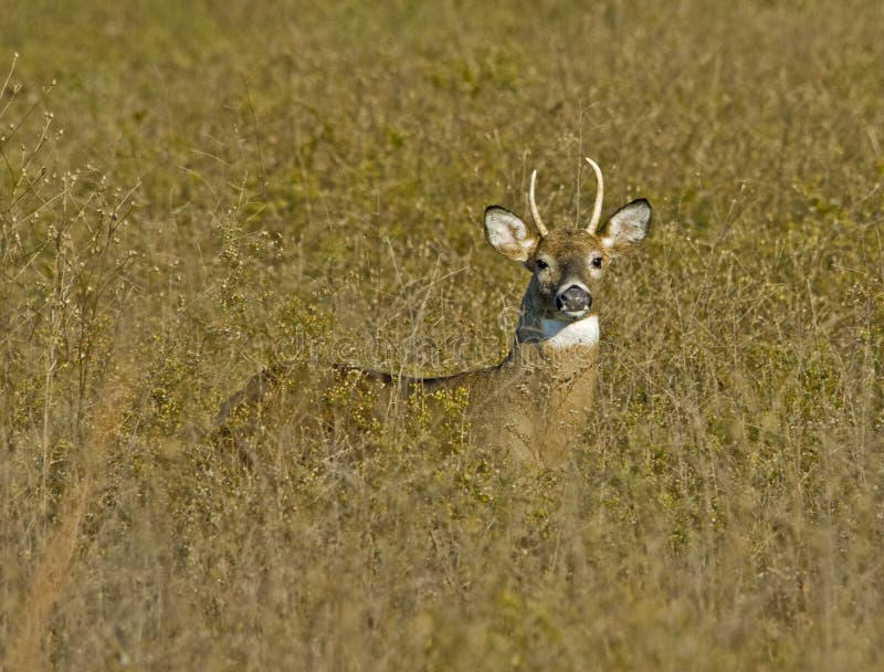Young Buck in Tall Grass stock photo. Image of grassland - 8760340
