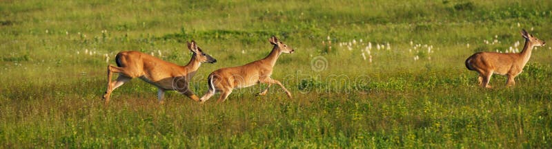 Young bucks running stock image. Image of antlers, velvet - 14880505