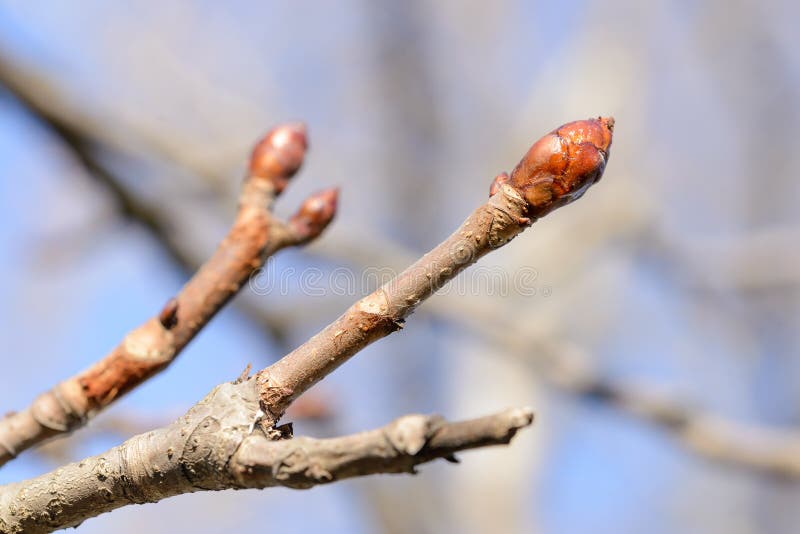 Young Bud stock photo. Image of springtime, spring, tree - 52080990