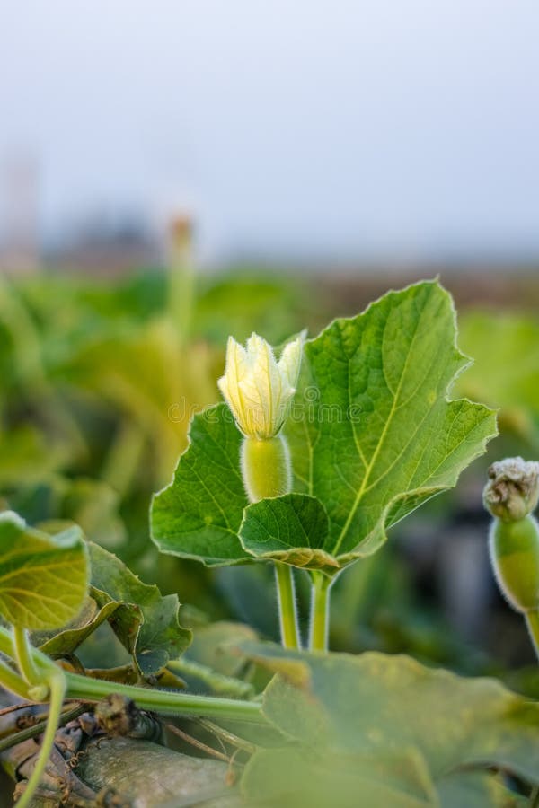 Young Bud of Calabash or Bottle Gourd Vegetable Close Up Inside of a ...
