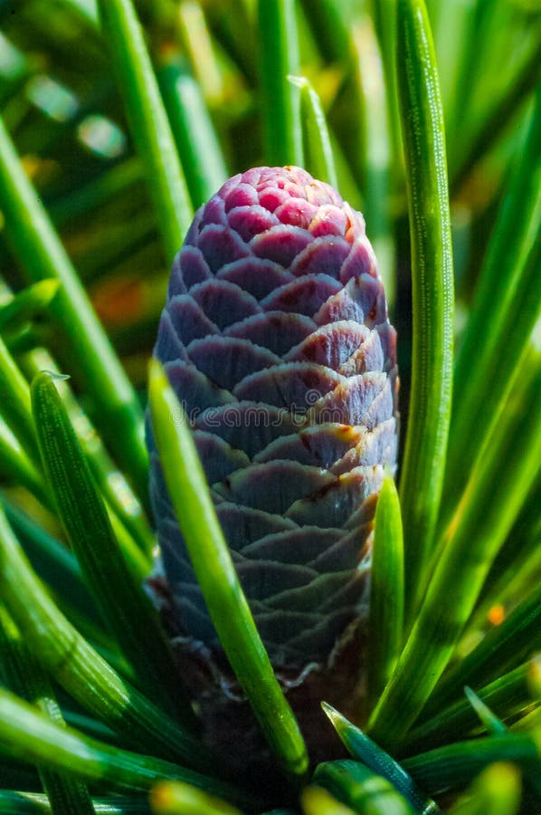 Young Bud and Cone on a Pine Tree, Close-up Stock Image - Image of green, european: 275007917